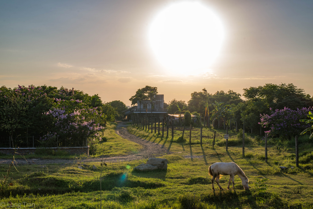 A summer evening in the countryside by Long Tran / 500px