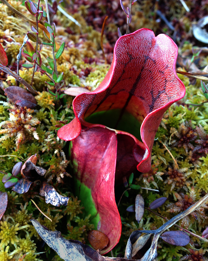 Minnesota Pitcher Plant by Bill Marshall | 500px