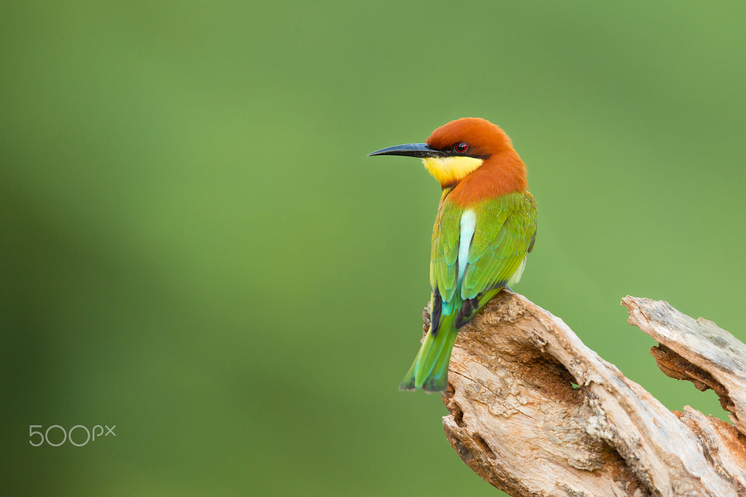 Chestnut-headed Bee Eater by Milan Zygmunt / 500px