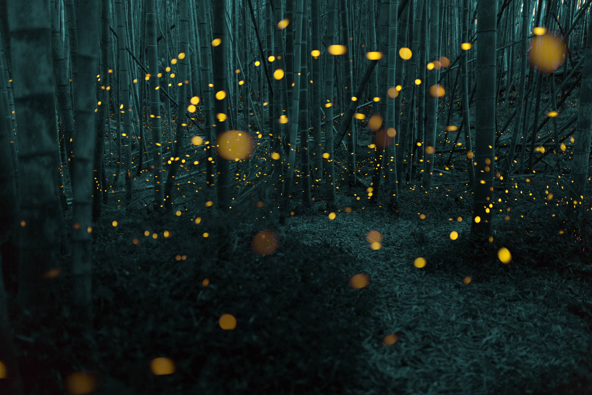 firefly composition by Koji Kishita / 500px
