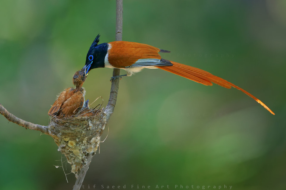 Atif Saeed (matif) Photos / 500px