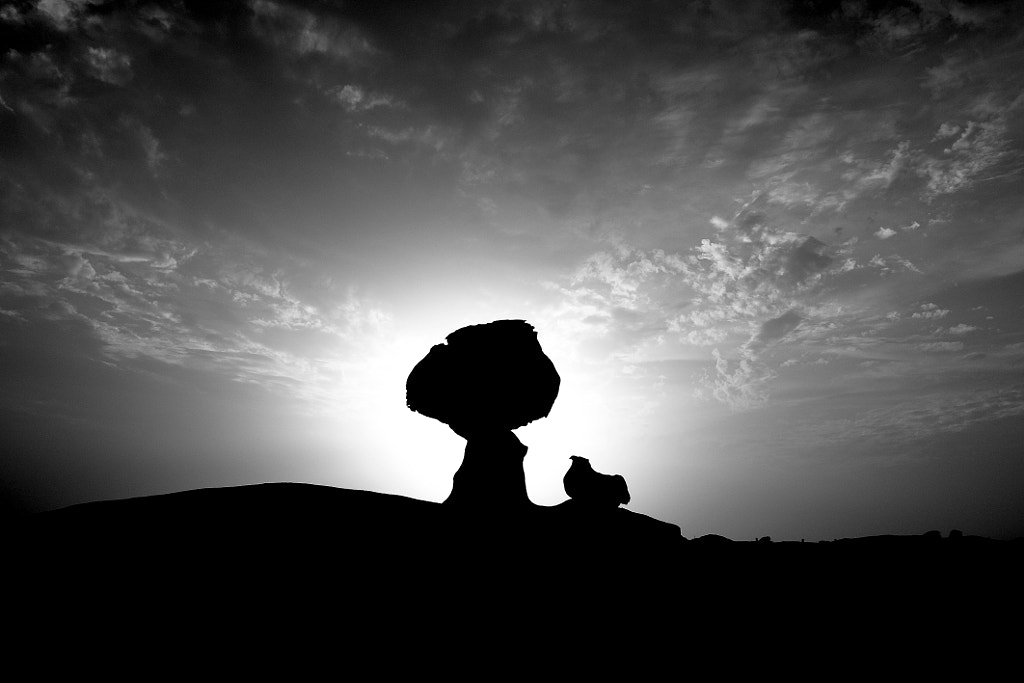 The Holy Egg & Praying Chicken by Maha Hassan / 500px