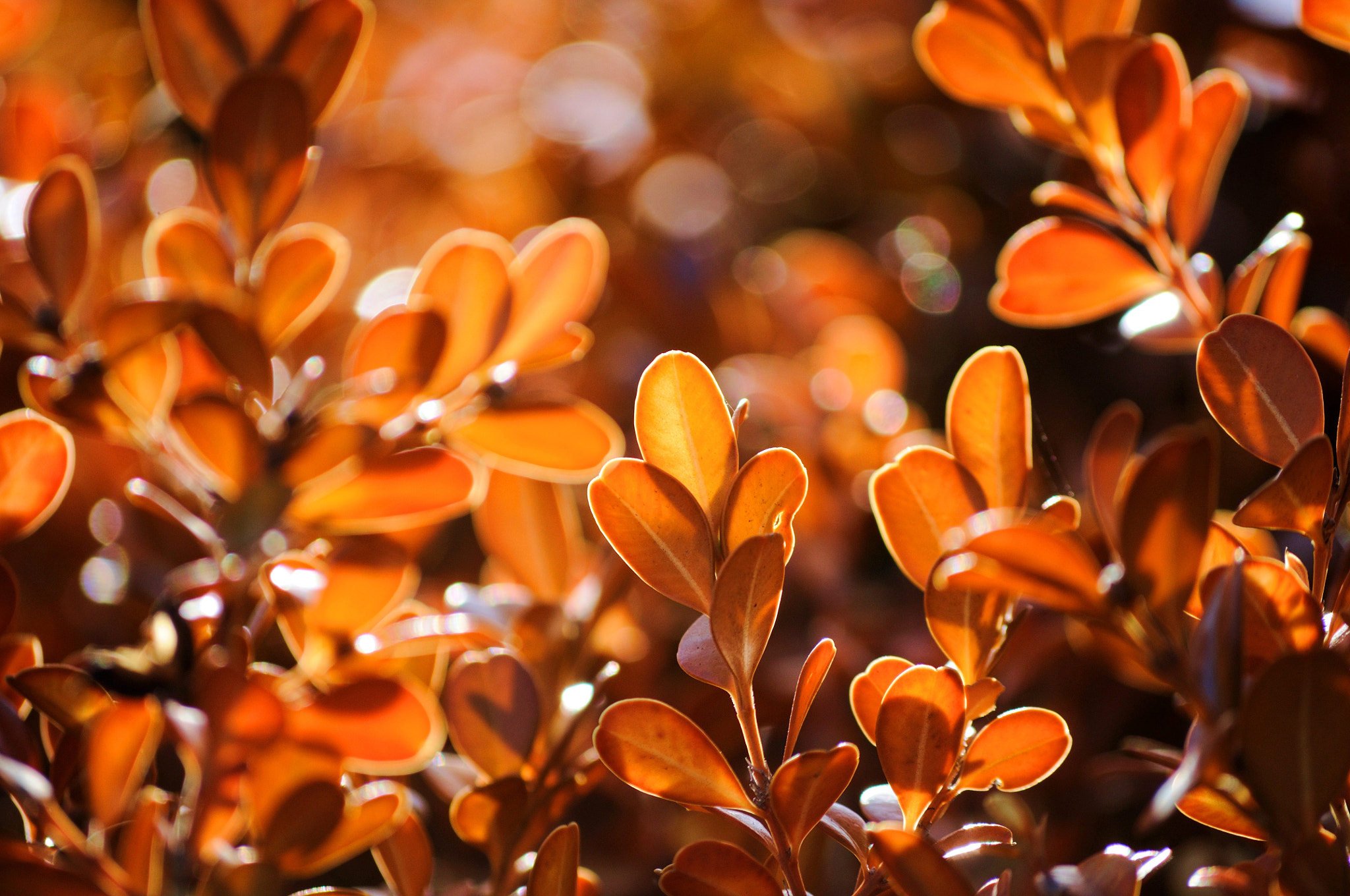 Amber Winter by Frank Mao | 500px