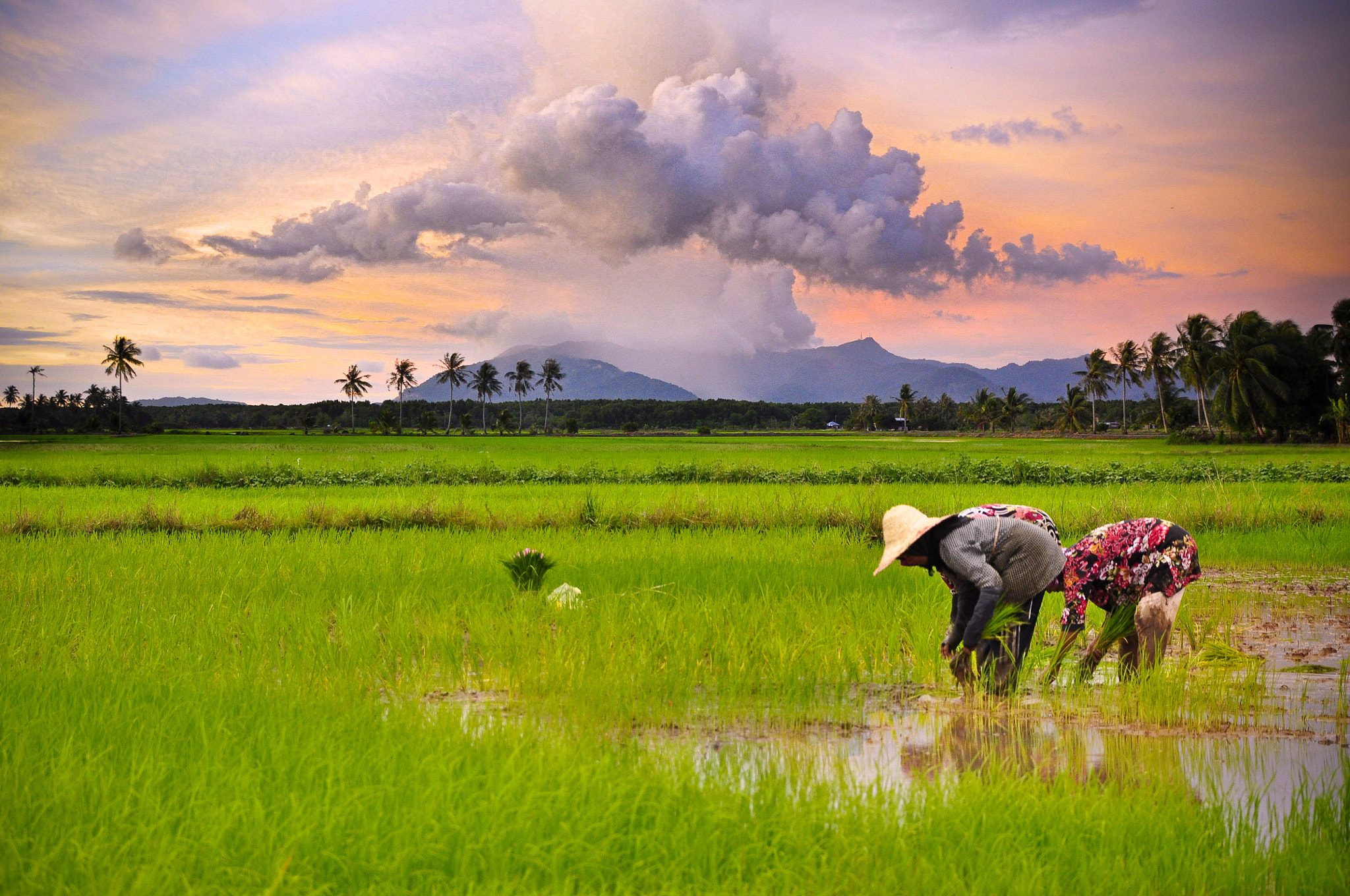 sawah padi by Eijan Tarro / 500px