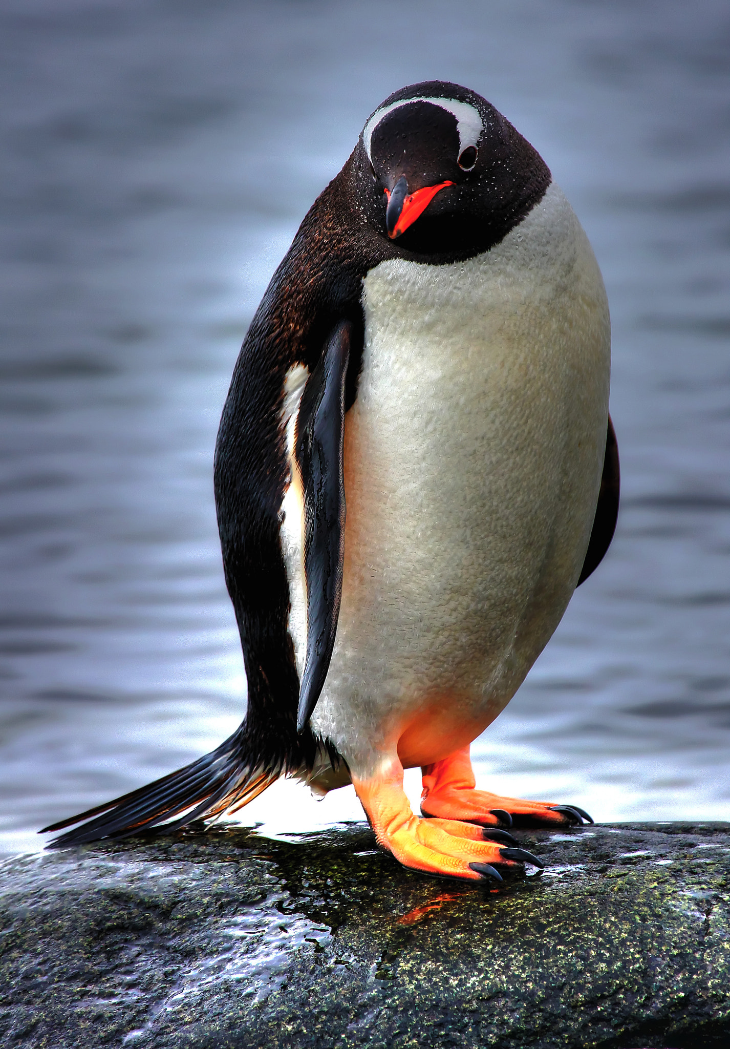 Antarctica Gentoo penguin by Keith Mitchell / 500px