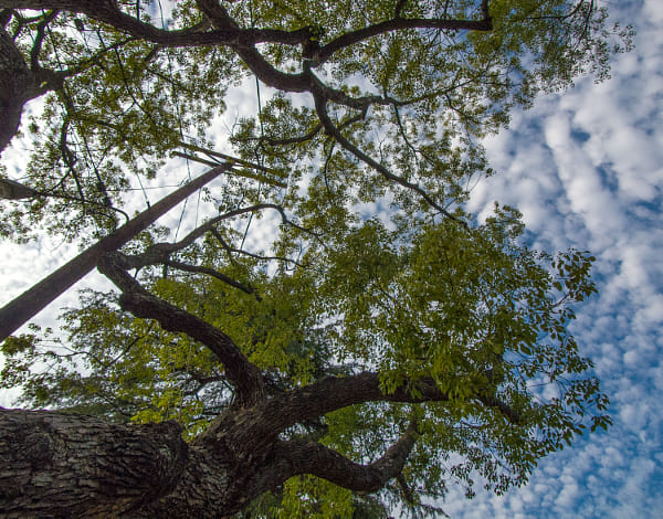 Treetops and Powerlines 2 by Justin Thorne | 500px