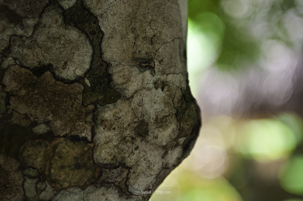 Chechem Tree by Oleg Gutsol / 500px