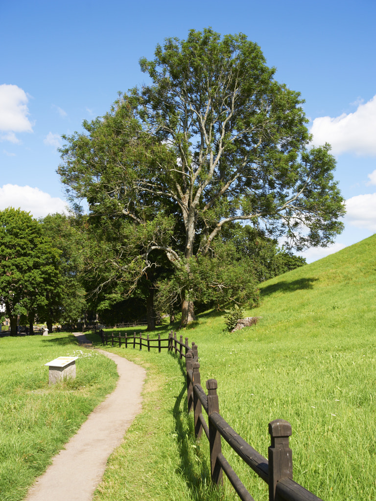 Tree & Fence by Magnus Johansson / 500px