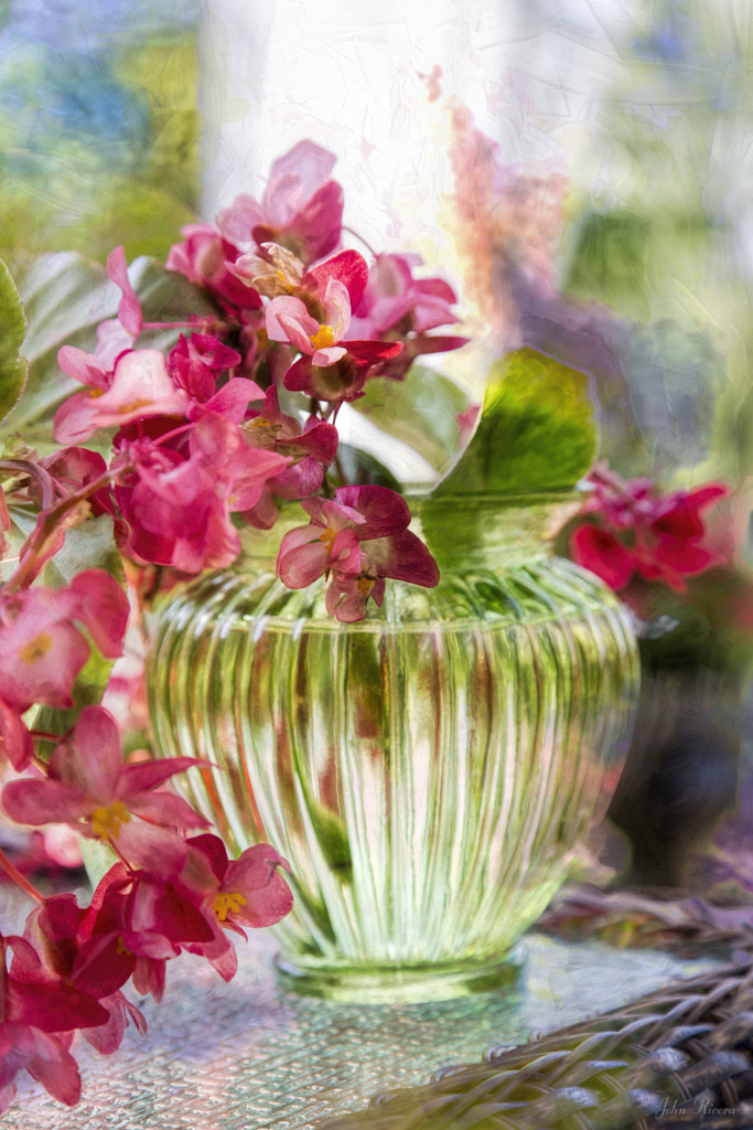 Begonia Art by John Rivera / 500px