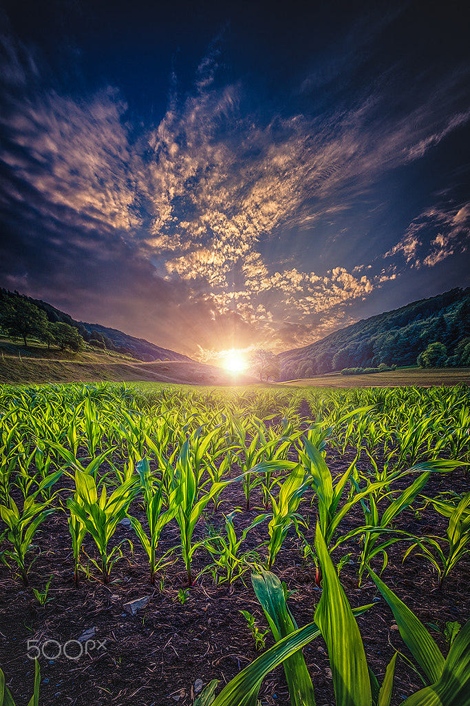 Give me your favor by John Noe | 500px