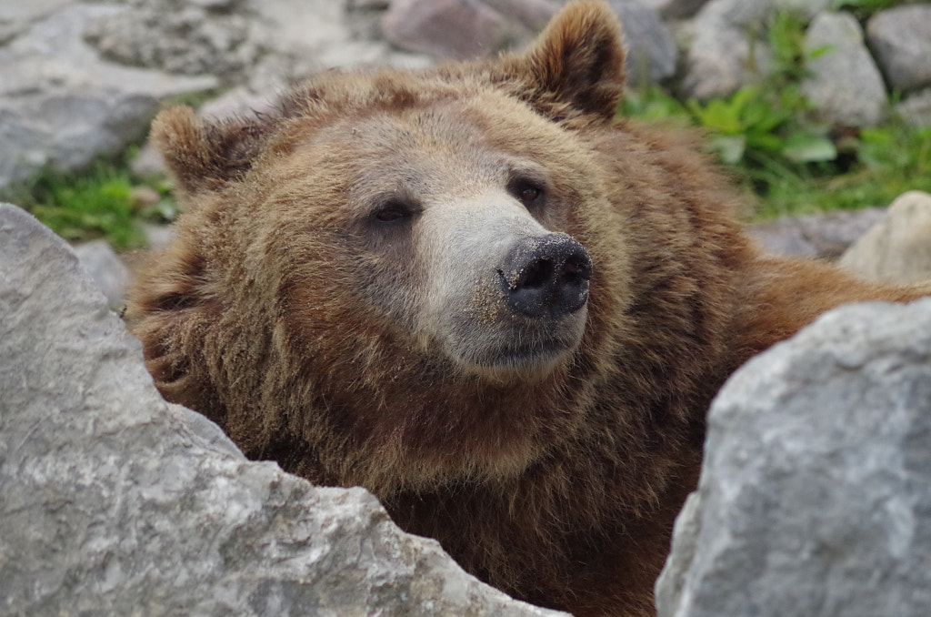 Kodiak Bear by Celine Beaubien / 500px