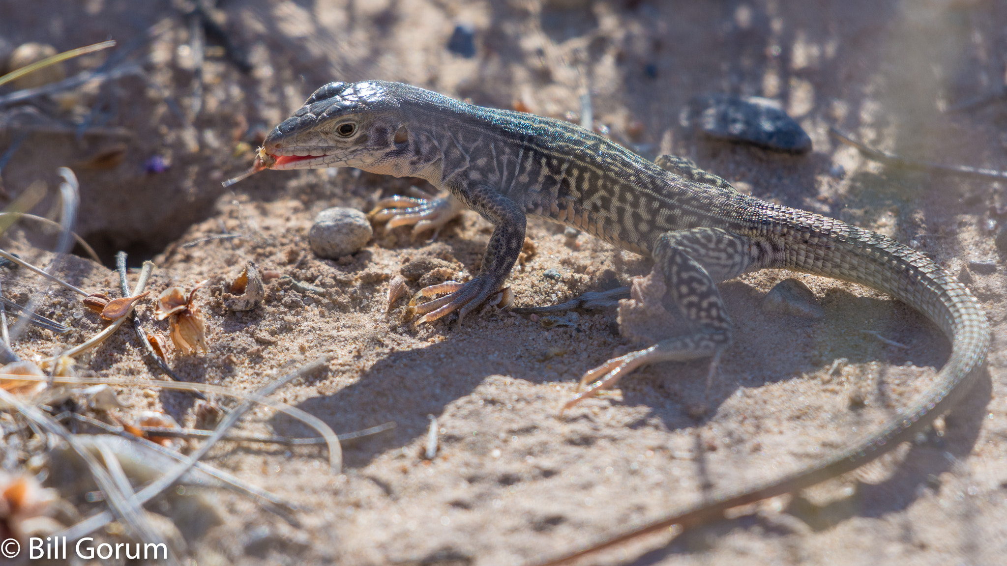 Western Marbled Whiptail feeding on arthropods. by Bill Gorum / 500px