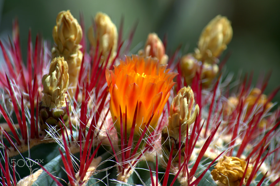 Rarest and Most Beautiful... by Grace Ray / 500px