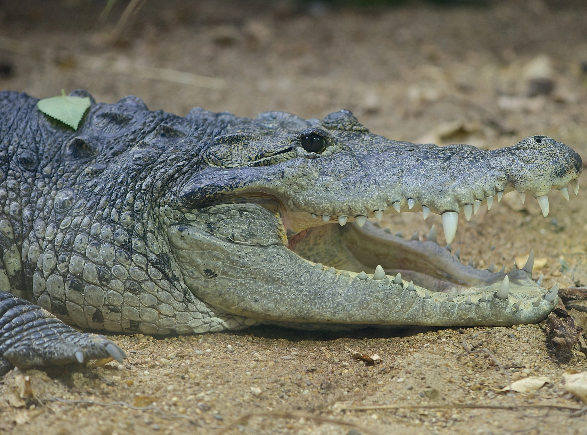 Morelet's crocodile (Crocodylus moreletii) by Mirza Numic - Photo ...