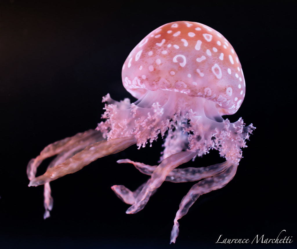 Pink jellyfish by Laurence Marchetti / 500px