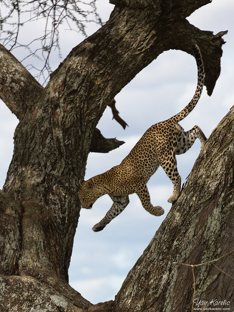 African Leopard on a Tree by Yair Karelic | 500px