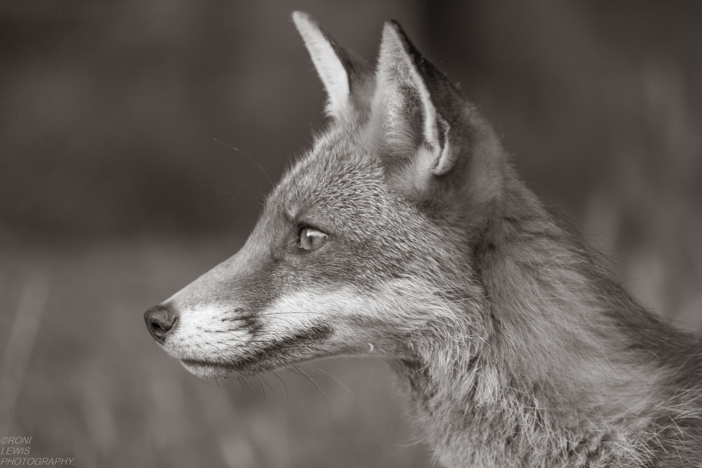 Does my face look bothered? by Roni Ronster / 500px