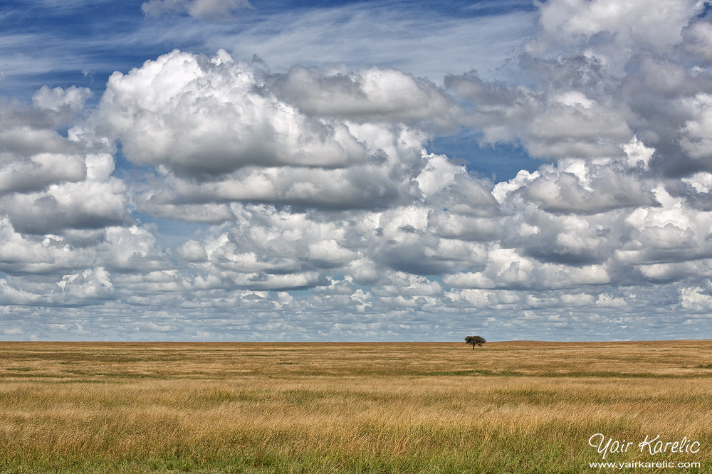 Lone Tree by Yair Karelic | 500px