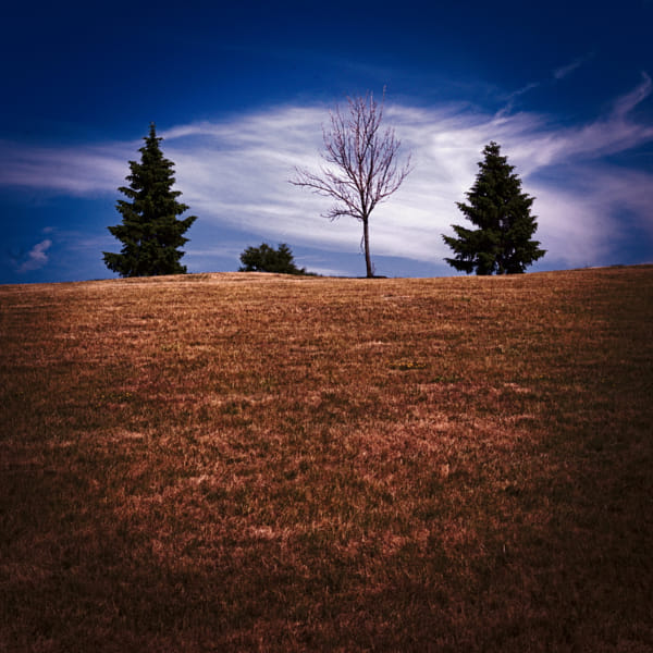 Three trees by Simon M | 500px