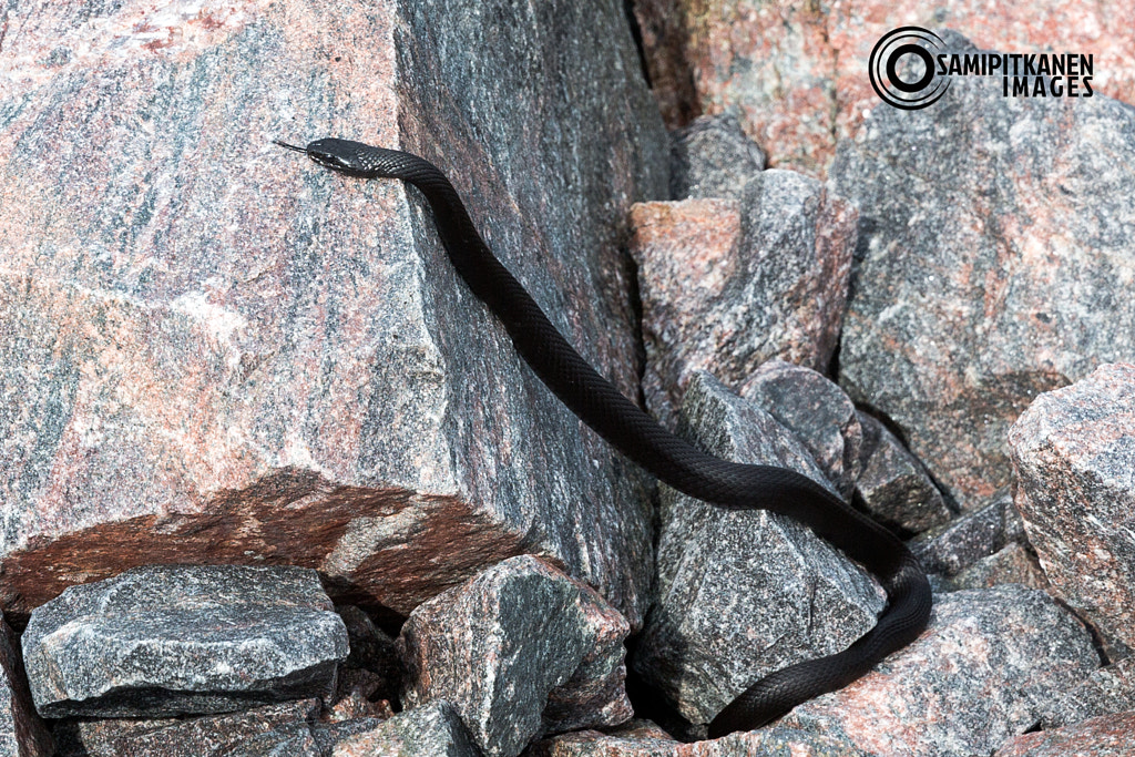Rare black Natrix natrix by Sami Pitkänen / 500px