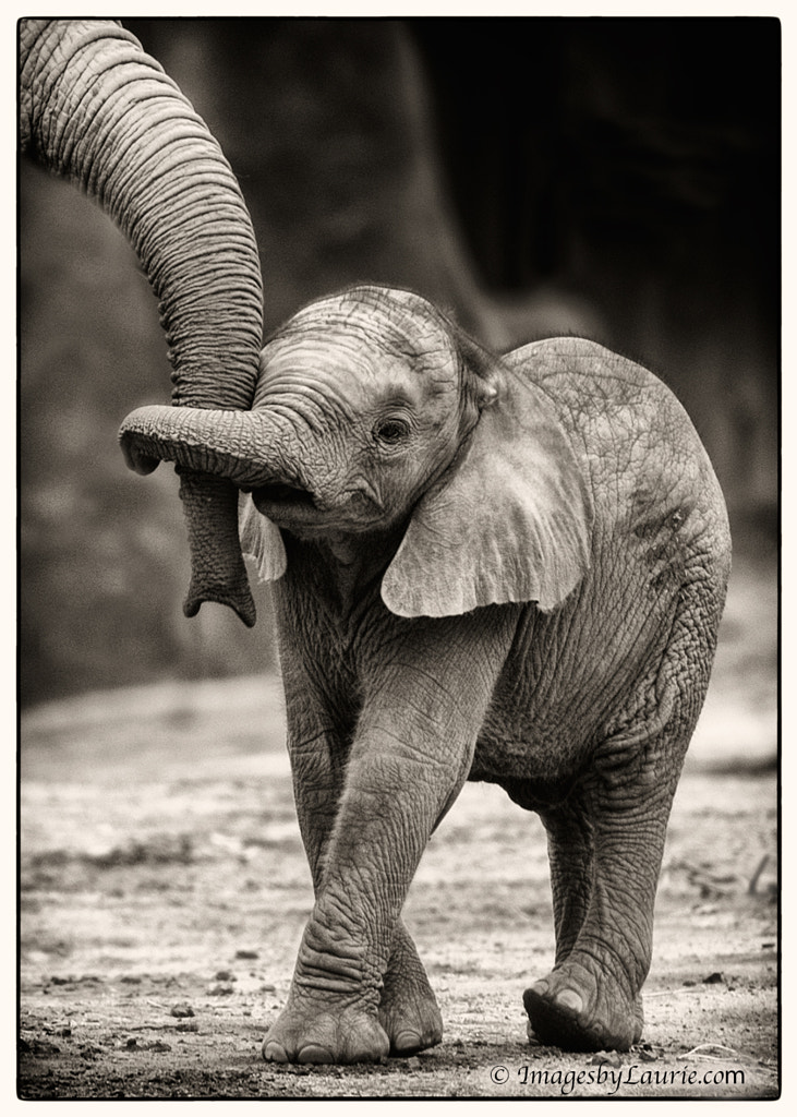 Baby Elephant Hug by Laurie Rubin / 500px