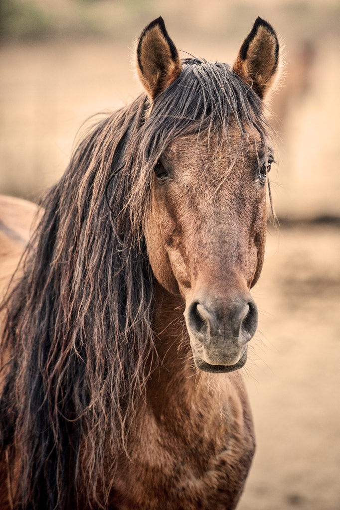 Chief Wild Stallion by Roy Bozarth / 500px