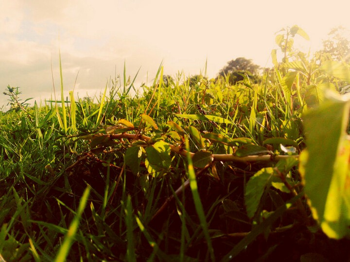 let me absorb the last ray of the sunshine says the twigs by Archan ...