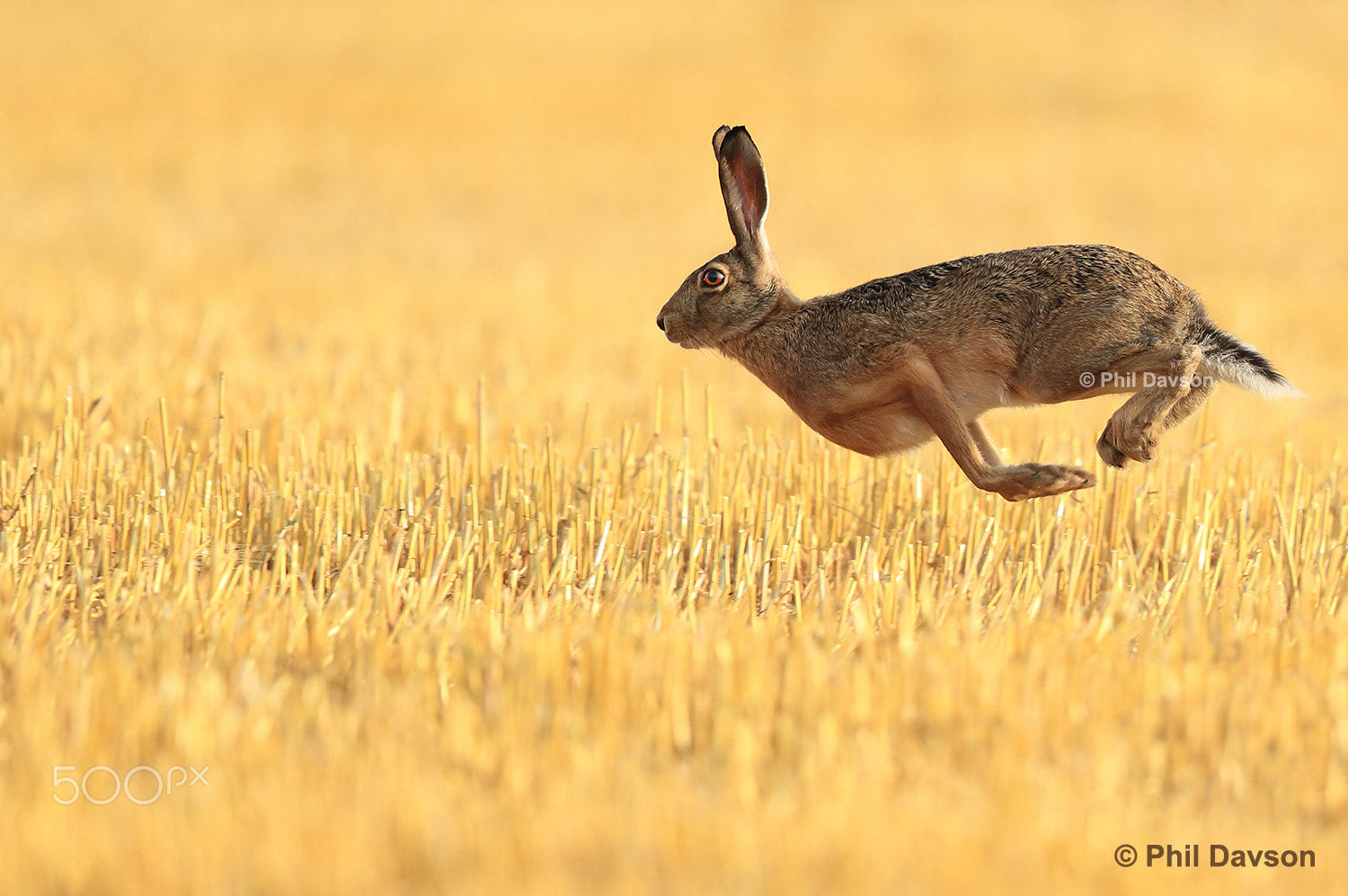 Jumping hare by Phil Davson / 500px