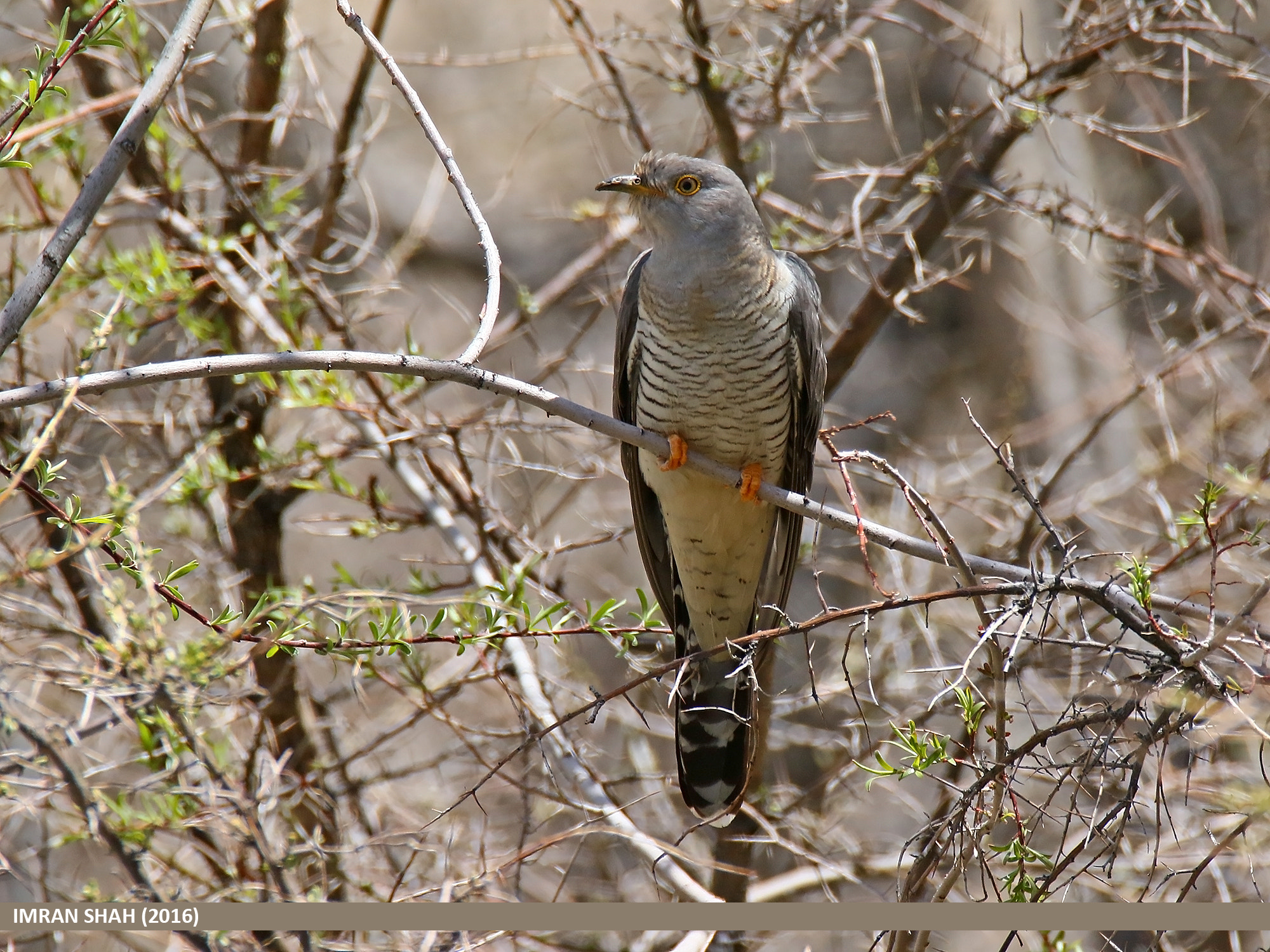 Common Cuckoo (Cuculus canorus) by Imran Shah / 500px