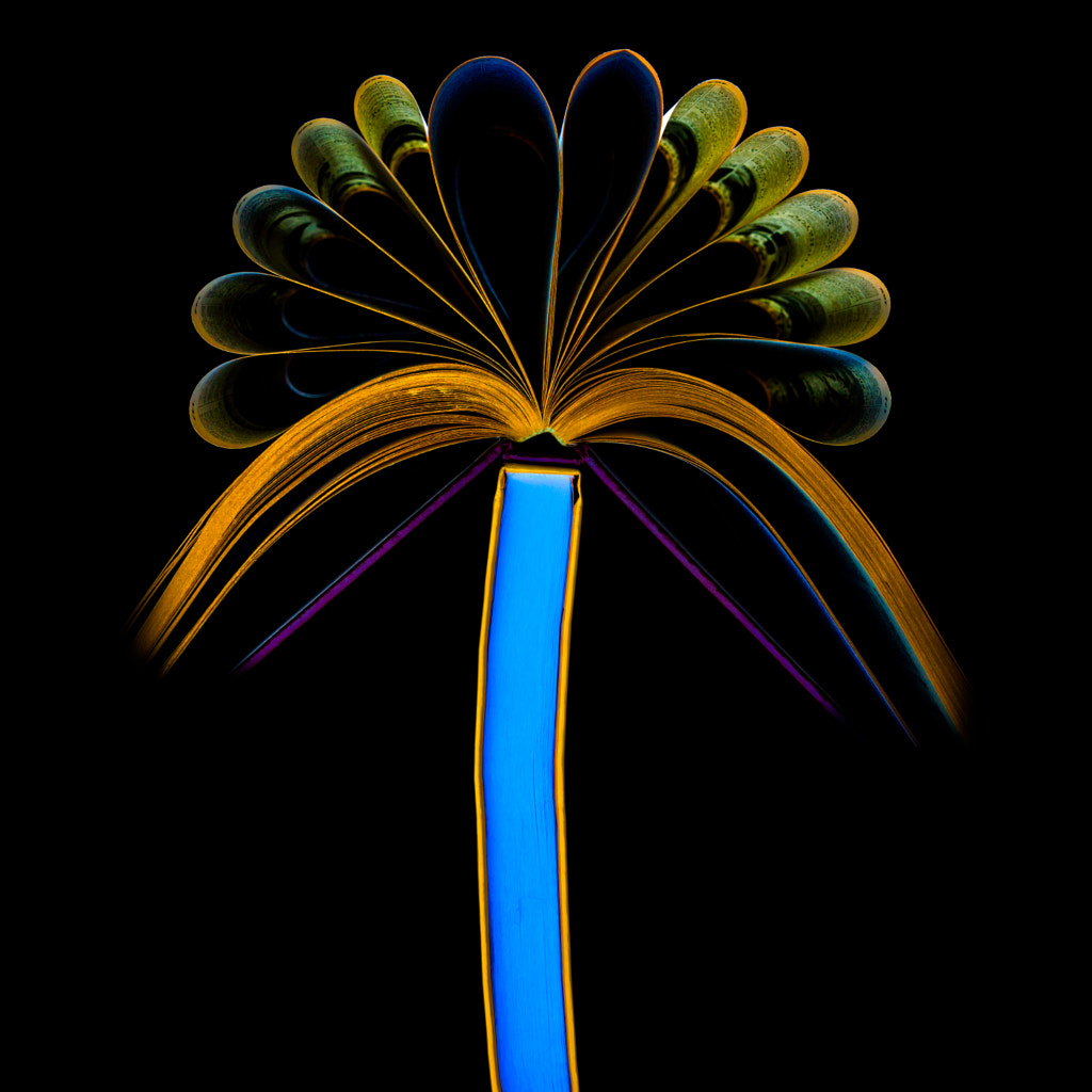 Flower of Knowledge - Surreal by Ticknor Photo / 500px