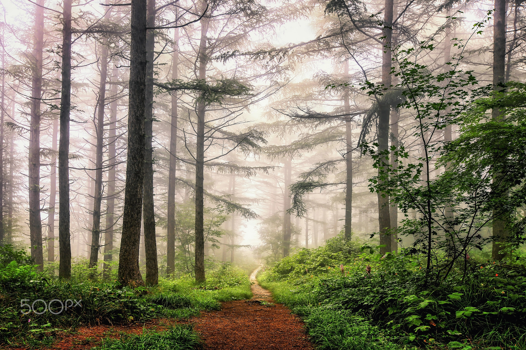 Misty by Tiger Seo / 500px