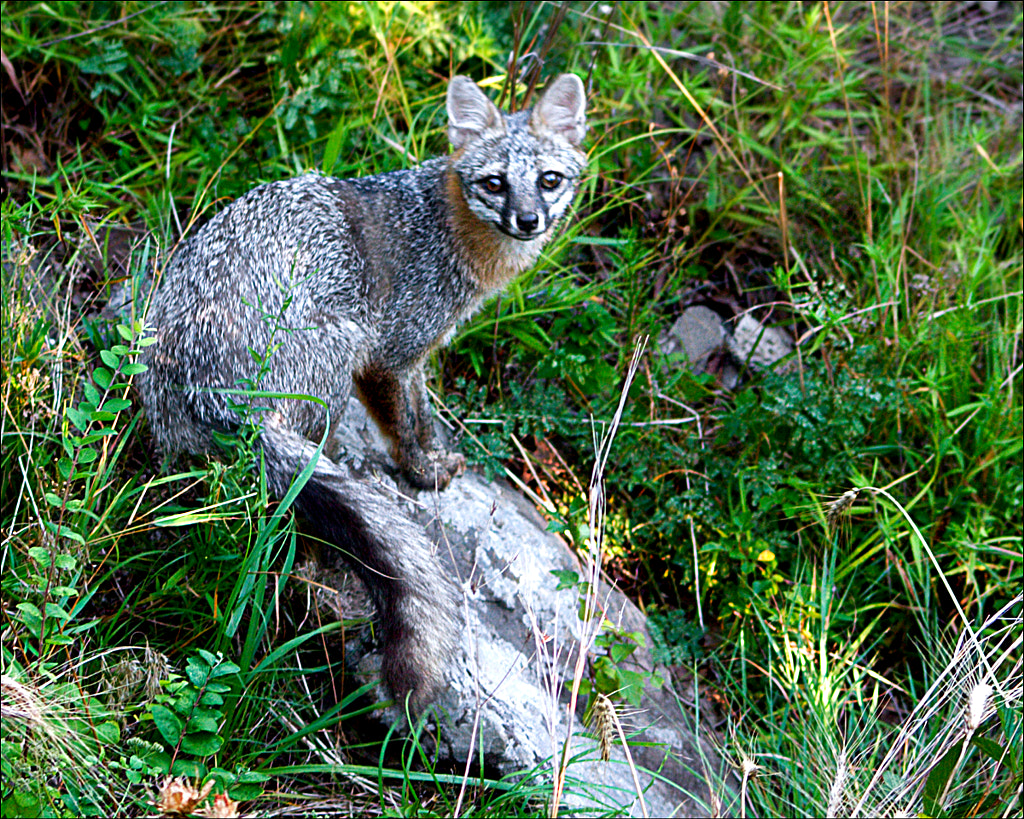 Gray fox by Rory Tate / 500px