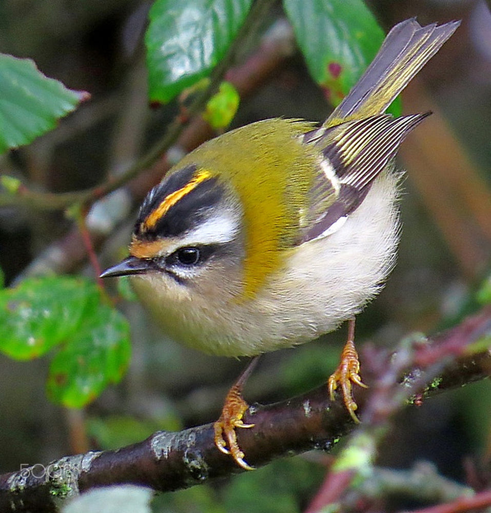 Firecrest, Lytchett Fields by Ian Ballam / 500px