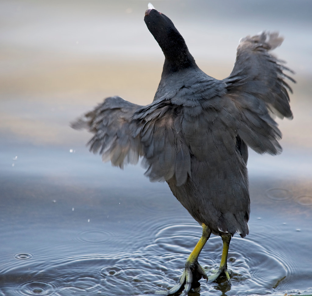 American Coot stretching his wings with signature feet on display by ...