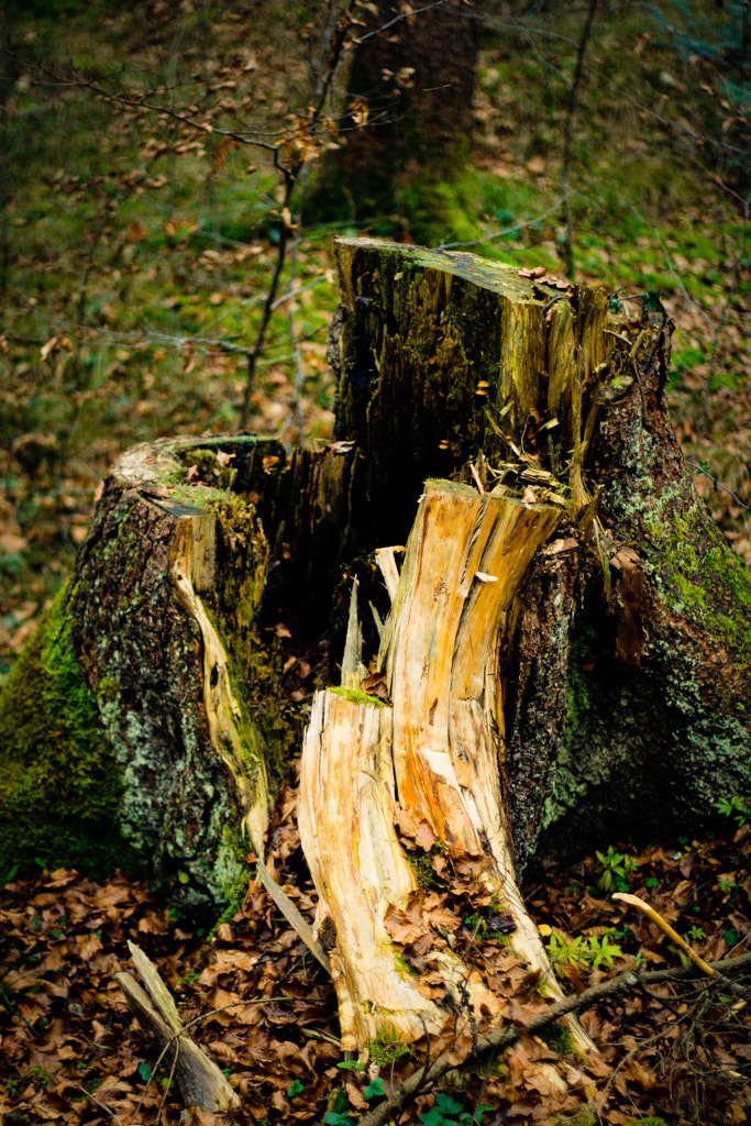 Natur Baumstumpf by Michael Hohn | 500px