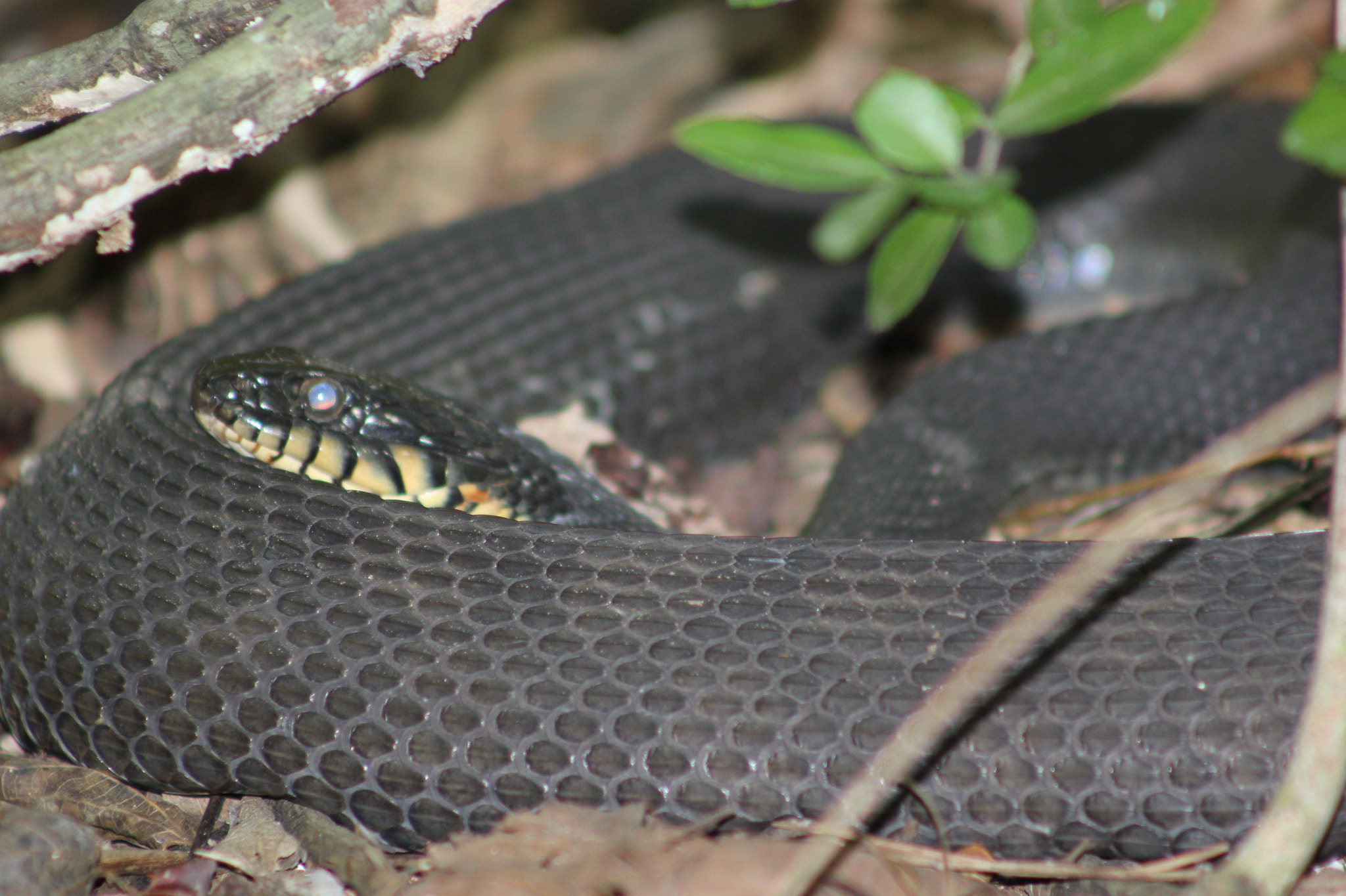 Yellow bellied water snake by R Stewart / 500px