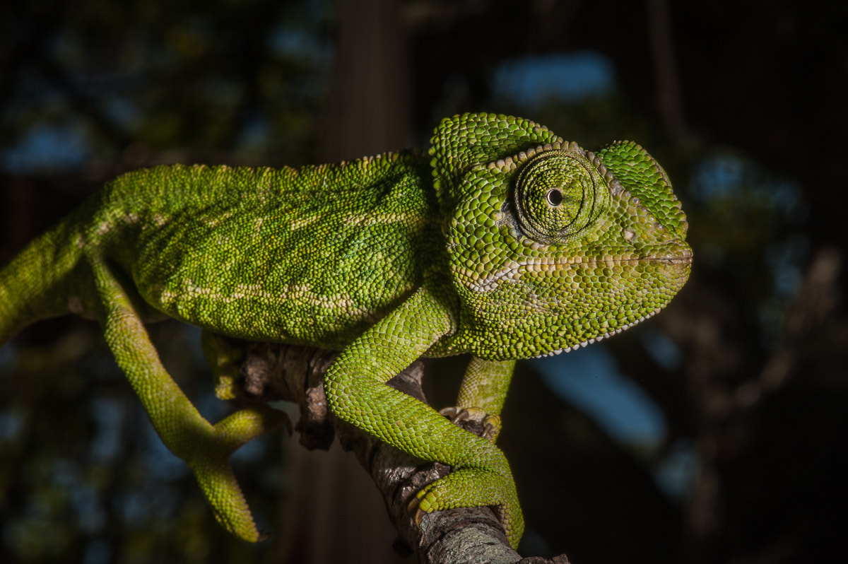 Chameleon.jpg by Bruno Jesus | 500px