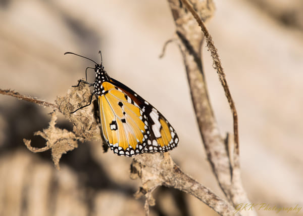 Proud Monarch Butterfly by Gary Kavanagh | 500px