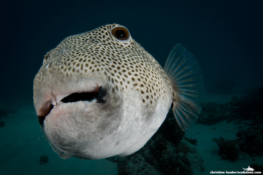 Puff the Magic Fish by Christian Loader / 500px