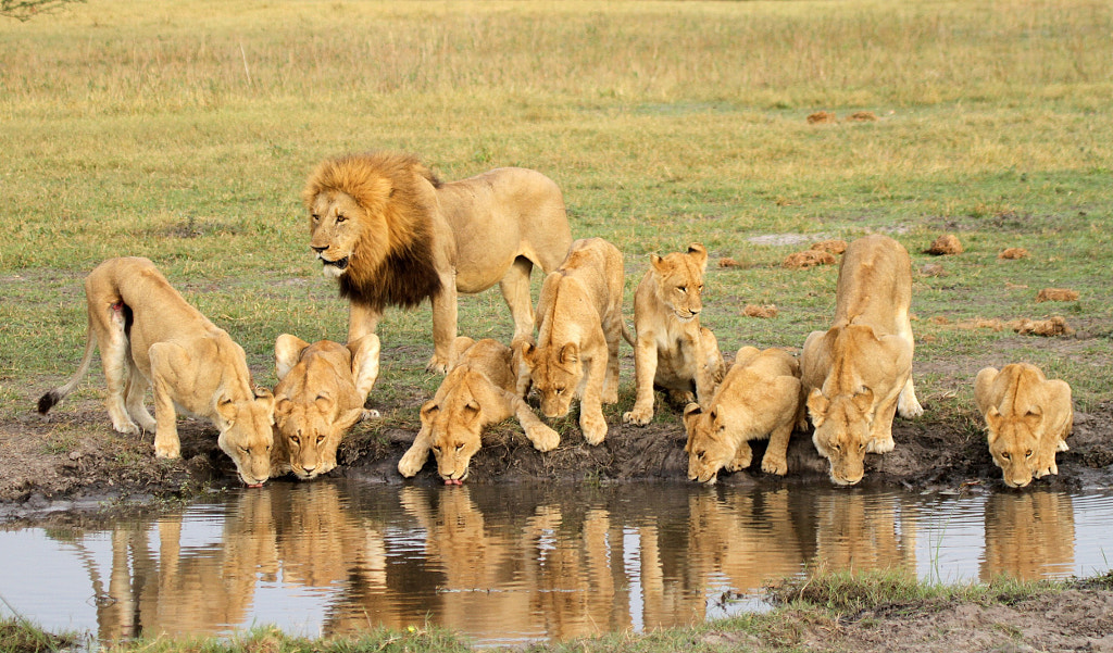 Lion Pride at Watering Hole by Brad Tully / 500px