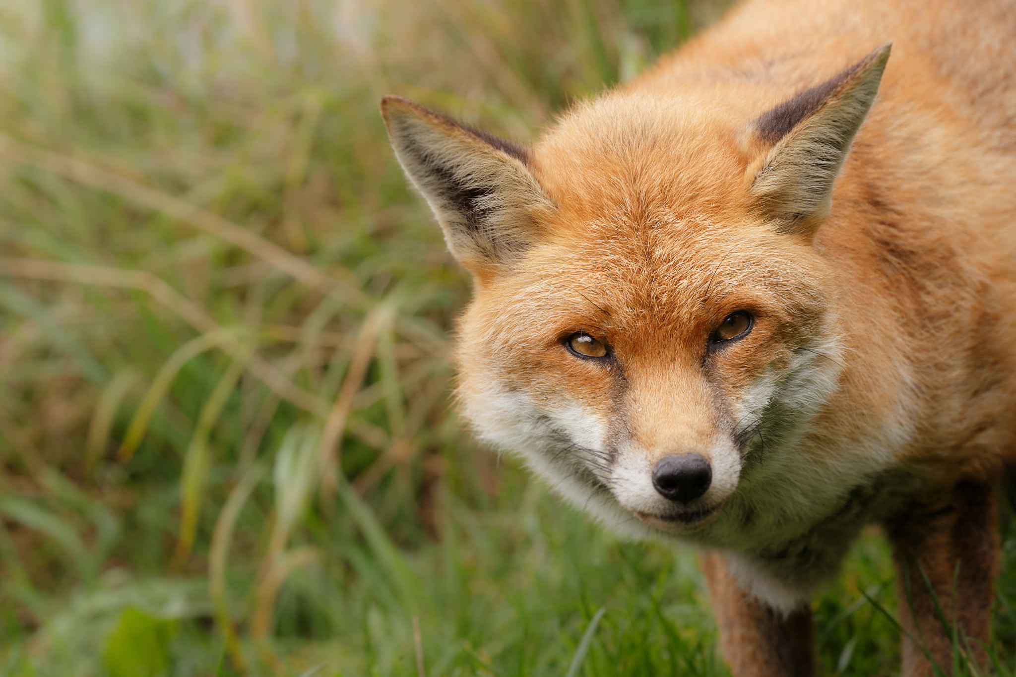 Red fox portrait by Julie Mitchell / 500px