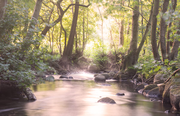 The Jungle Book by Jacob Haas | 500px