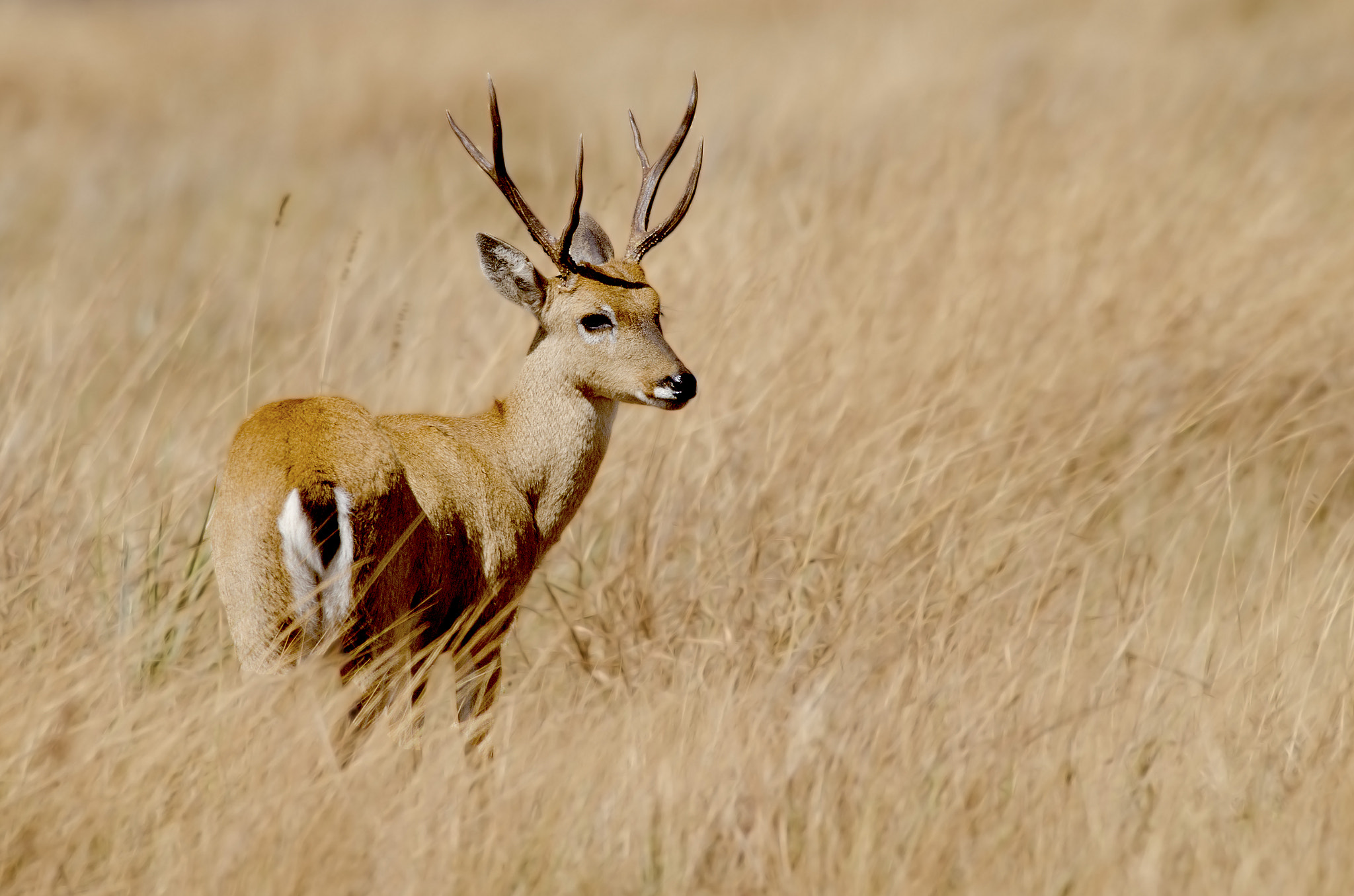 Pampas deer (Ozotocerus bezoarticus) by jarbas mattos / 500px