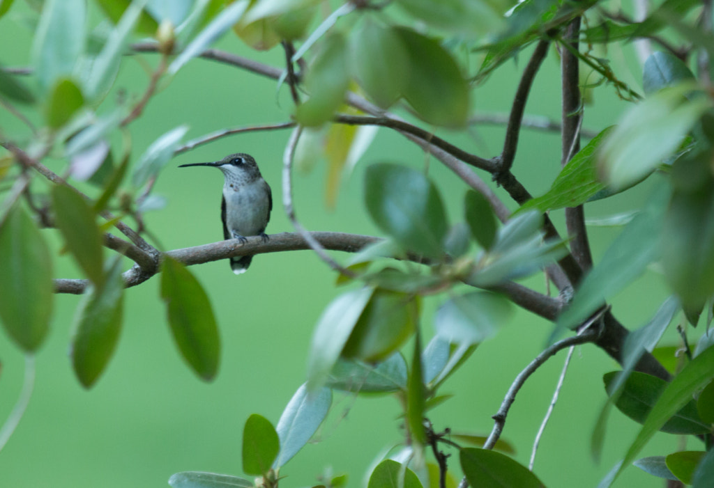 Female Ruby Throated Hummingbird by Kevin Trojanowski / 500px