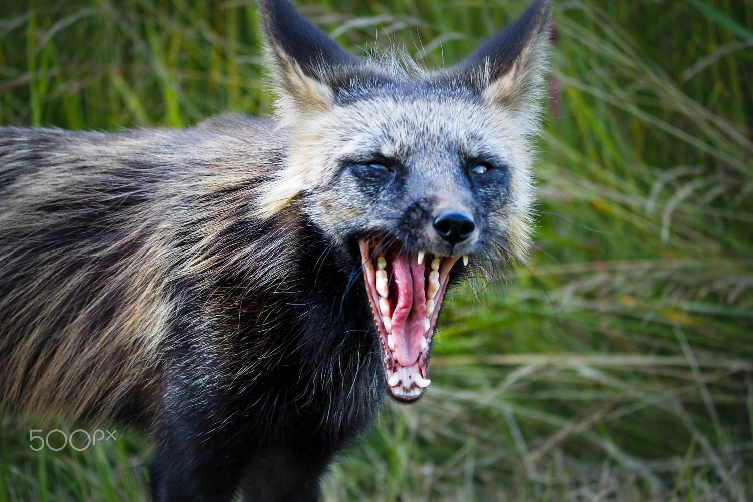 Red fox jaw drop, Prince Edward Island by Luke Schoen / 500px