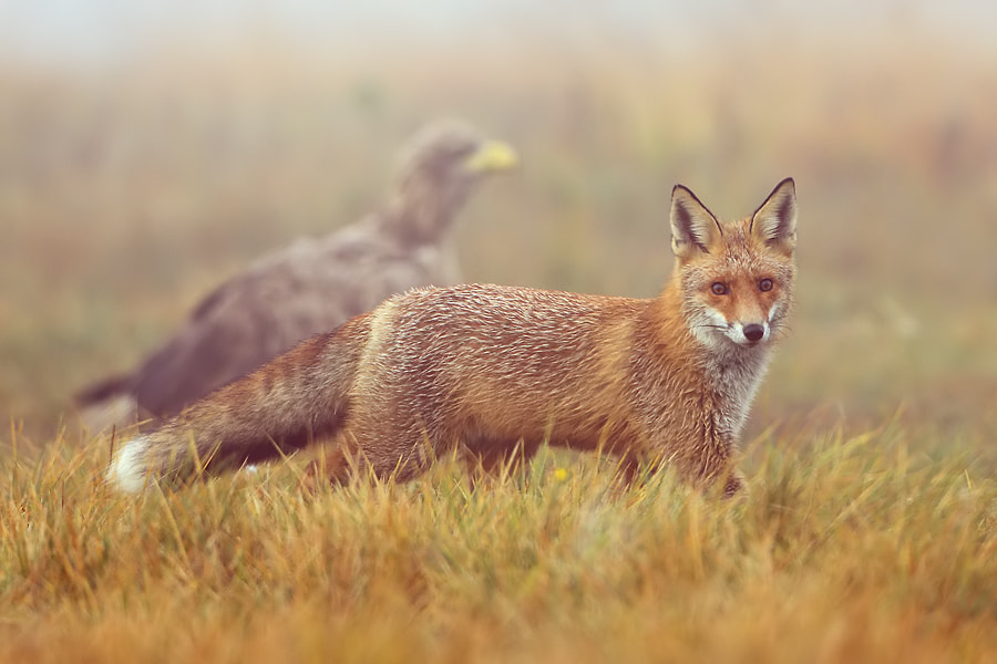 fox by Marcin Nawrocki / 500px