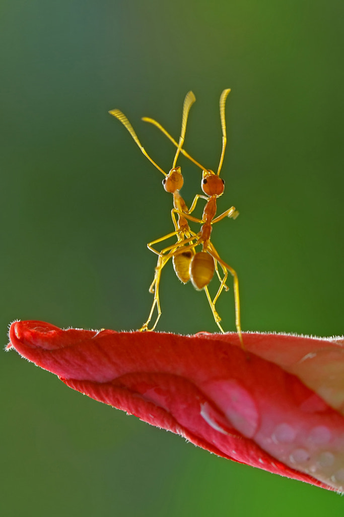 Dancing Ant by teguh_santosa / 500px