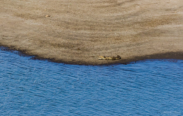 Crocodile Scape by Ashutosh Shinde | 500px
