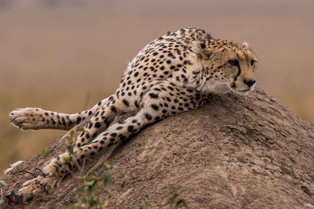 Cheetah by NiStar PS / 500px