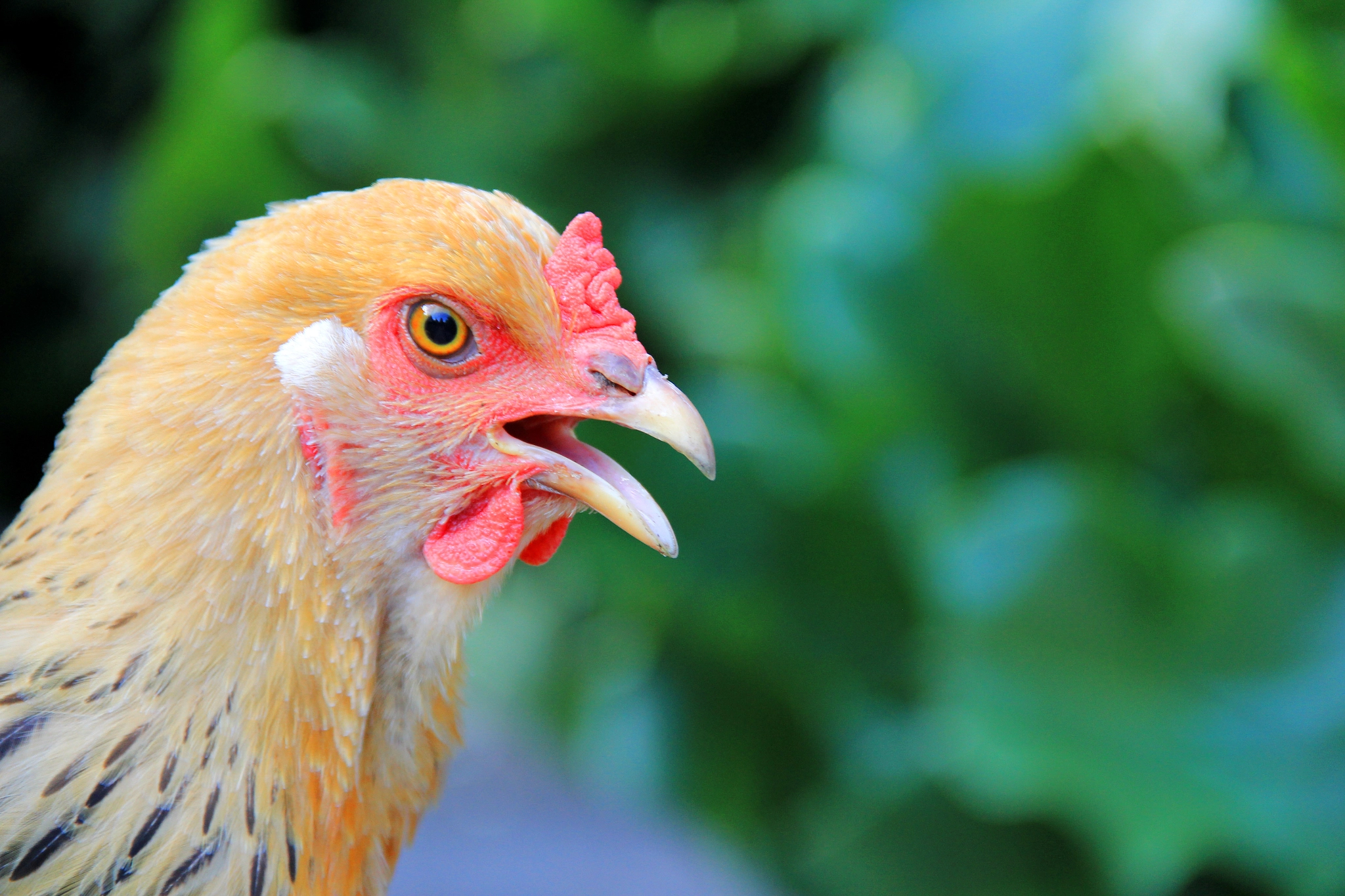 Surprised Chicken by Heather West - Photo 17107063 / 500px